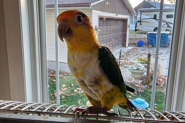 White Bellied Caique Male