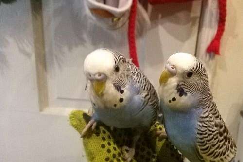 2 for $40 Indoor Blue Pair of Parakeets/Budgies Birds Pickup Available