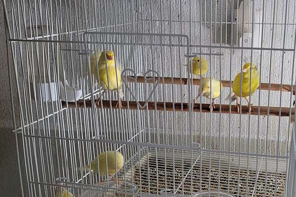 yellows canaries