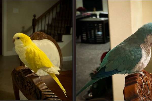 Quaker Parrots for Sale