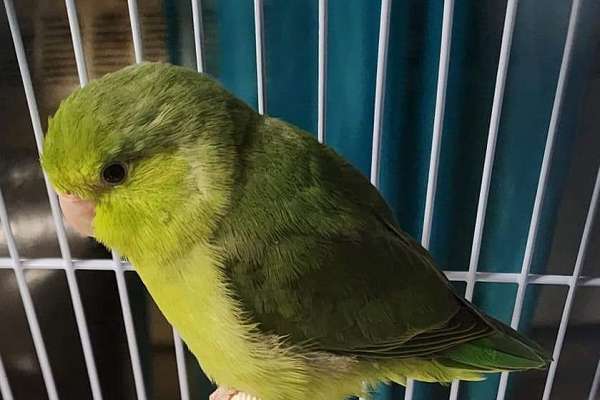 Parrotlet Female Baby