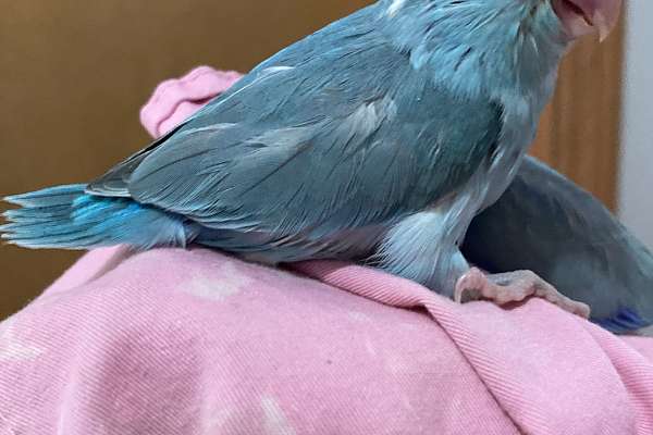 Parrotlet-blue
