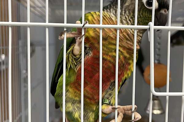 Green Cheek Conures