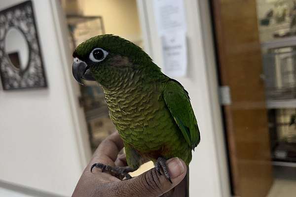 maroon bellied conures