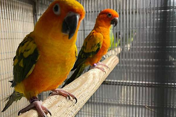 2022 Bonded Pair, Sun Conures