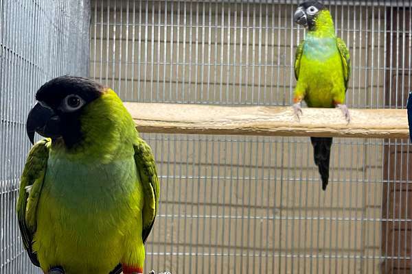 2022 Bonded Nanday Conure Pair