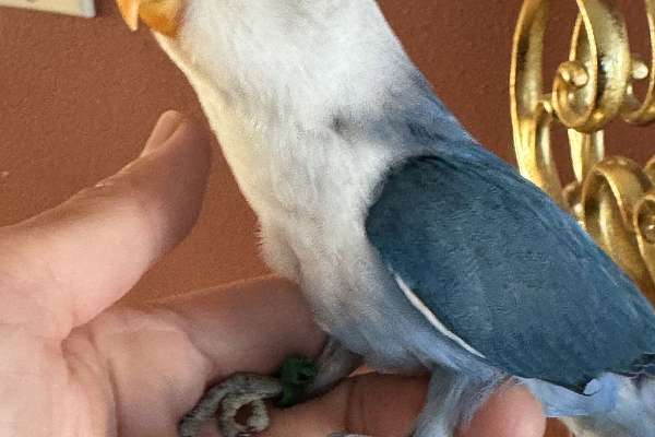 baby love bird, par blue