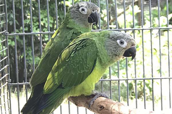 Dusky Conure