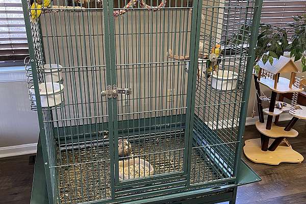 White bellied caiques (m&f) & cage