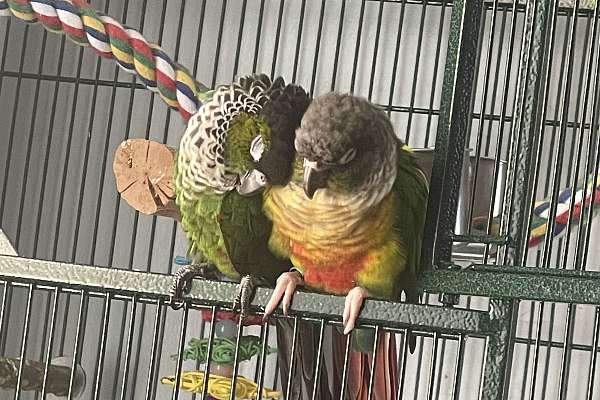 Timid Green Cheek Conures for Sale!