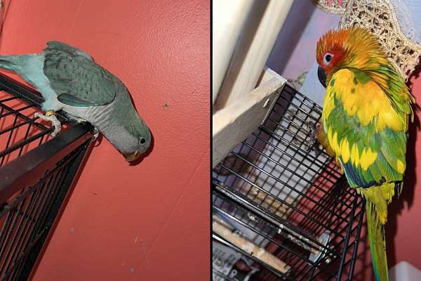 Sun conure/ Quaker