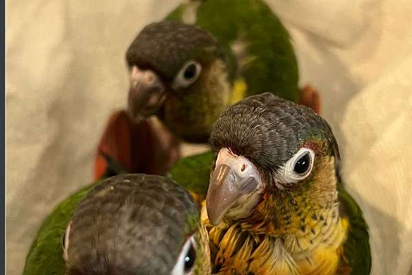 Beautiful Green Cheek Conure Baby Almost ready to go home