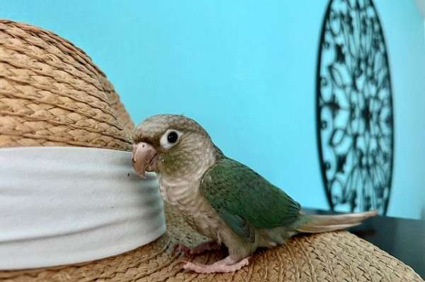 Cinnamon Turquoise Green Cheek Conure Babies - Coming Soon