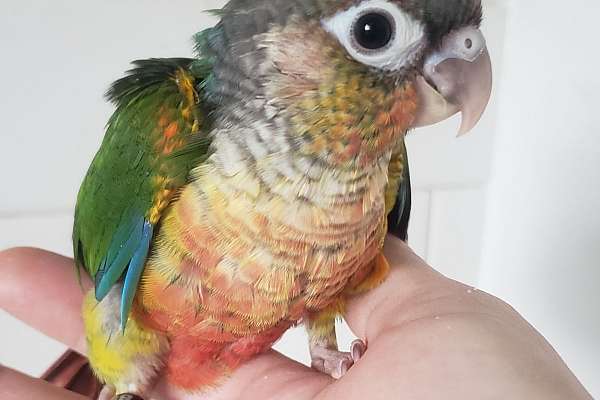 Green-Cheek