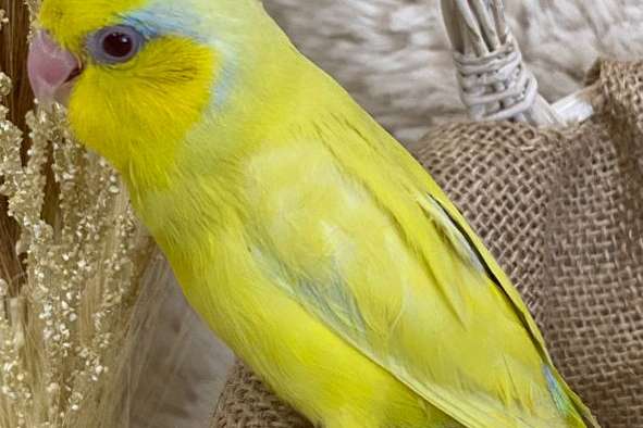 Parrotlet American Yellow Fallow Male