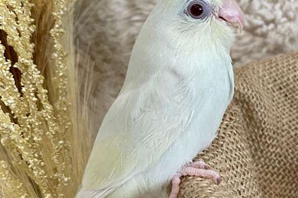 Parrotlet American Turquoise Fallow Female
