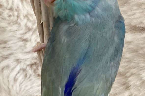 Parrotlet Turquoise Pied Male