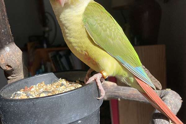 Greencheek Conures-Cinnamon