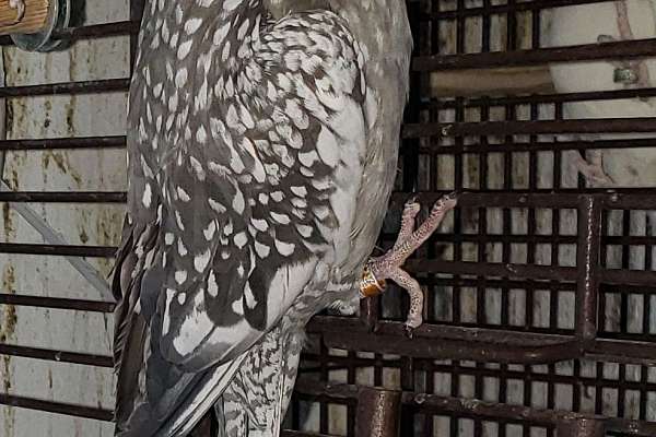 Cockatiel Female Whiteface Pearl