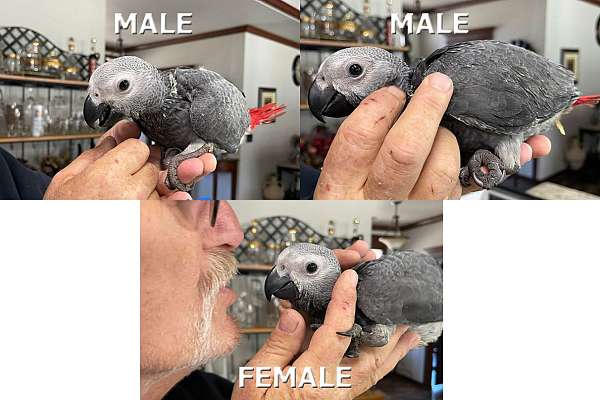 3 Baby African Grey Congo Parrots