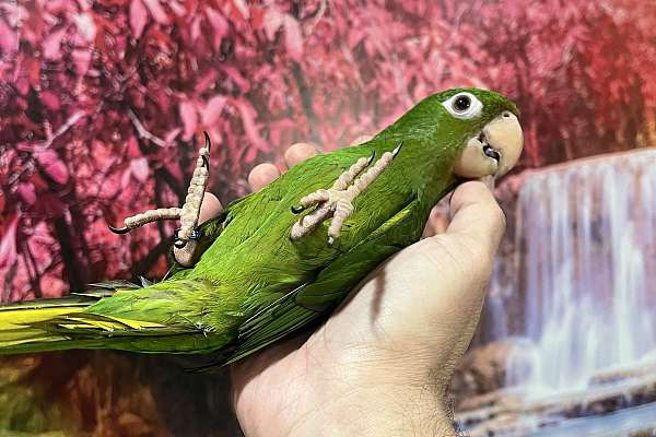 Beautiful sweet male cherry head conure