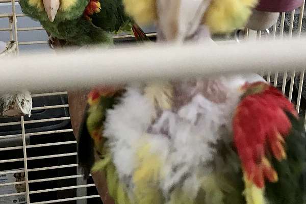 Mature Double Yellow Headed Amazon Pair