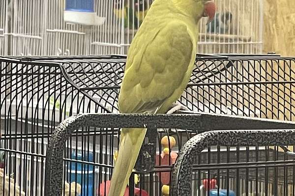 Green Indian Ringneck