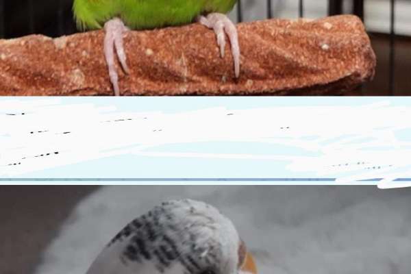 2 parakeet young female