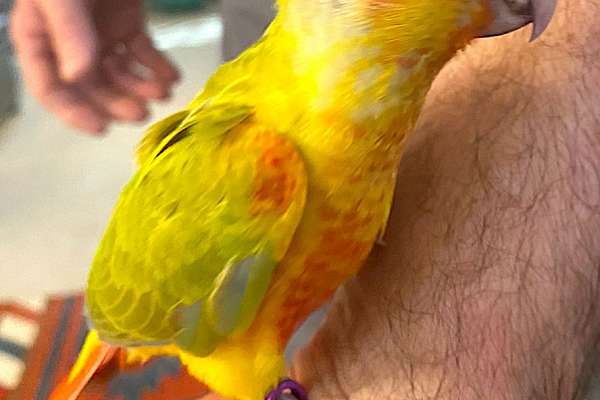 American Dilute Green Cheek Conure