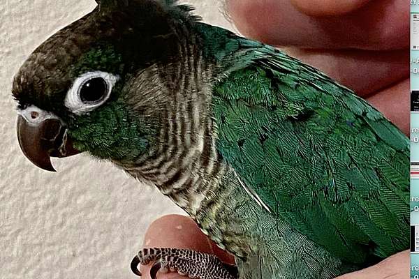 Turquoise Green Cheek Conure Baby