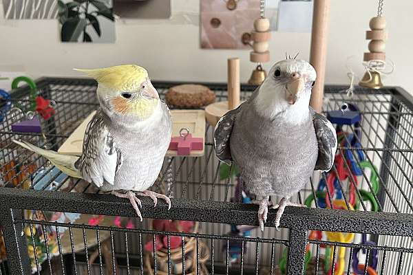 2 Cockatiels looking for a new home