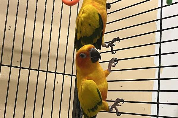 Beautiful male sun conure