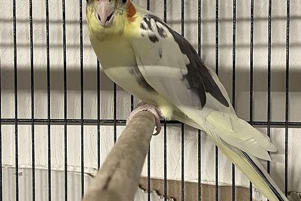Male pied cockatiel