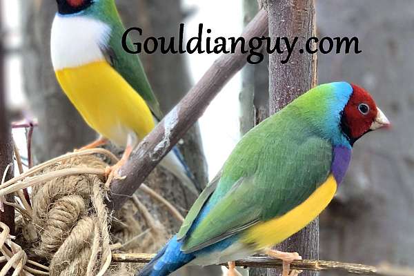 Lady Gouldian Finches-Free Express Shipping!
