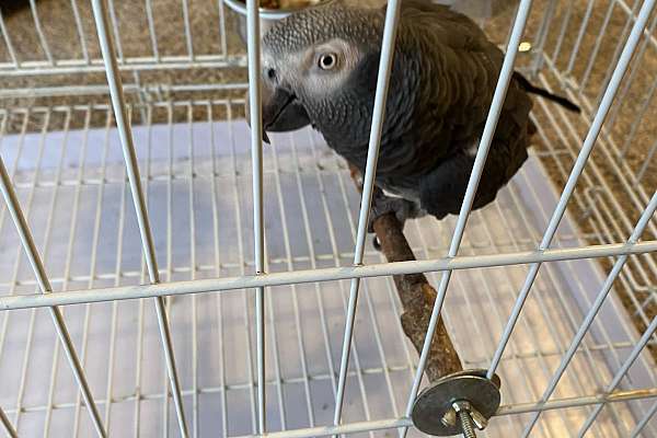 15year old African Grey. Timna