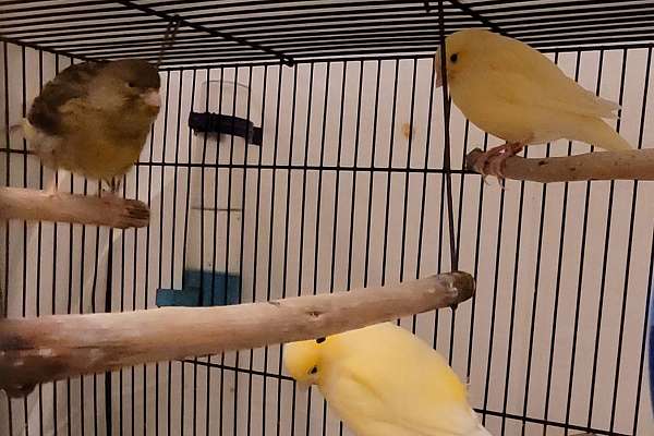 Female canaries