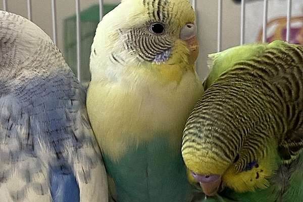 Multi color budgies