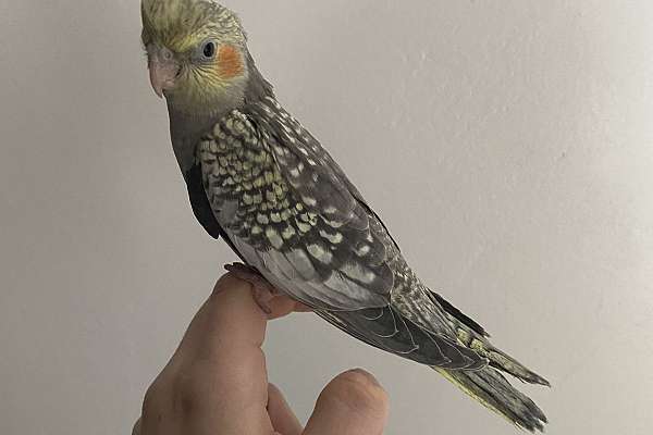 Baby Hand Raised Pearl Cockatiel