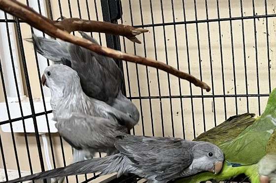 Beautiful young female Grey quaker parrot