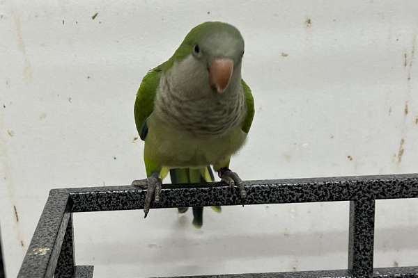 Beautiful female green quaker parrot