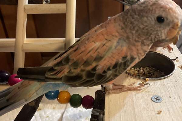 Rosey/Rainbow Bourkes Parakeet