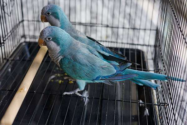 Blue Quaker Breeding Pair