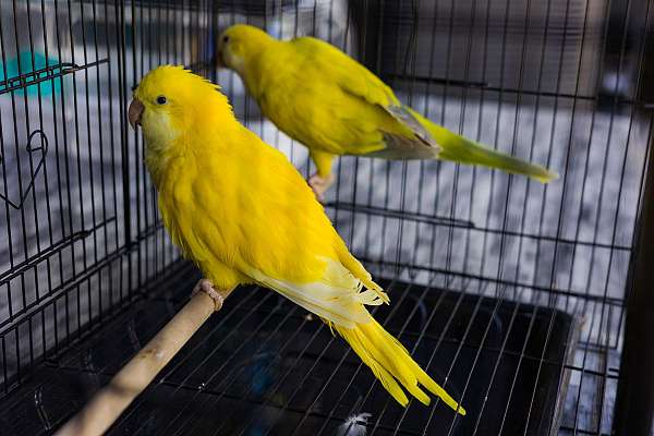 Quaker Breeding Pair