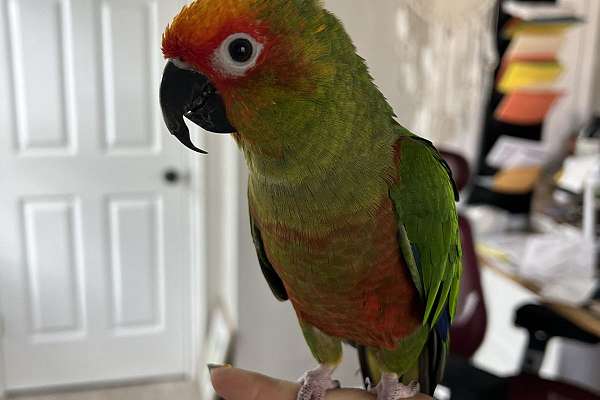 Adult Golden Capped Conure- M