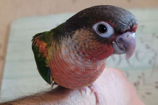 baby conure