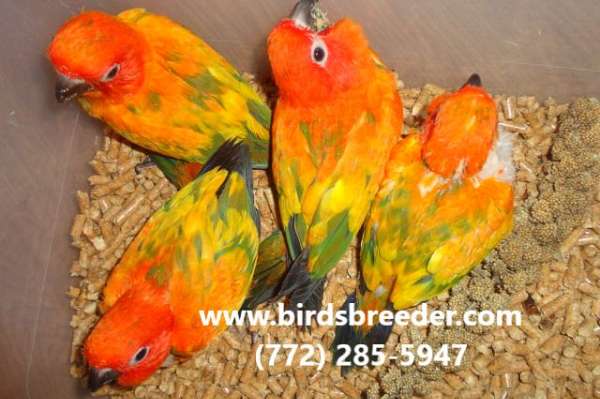 I'll be taking more red factor Sun Conures from nest in a few more weeks