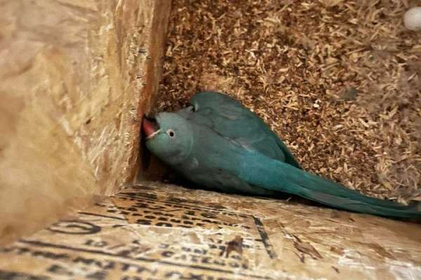 Turquoise Indian Ringnecks