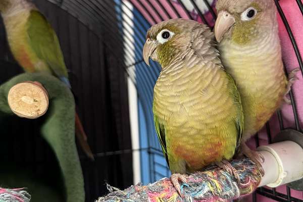2 yr old Green Cheek Conures - Cinnamon $200 each or All 3 for $500