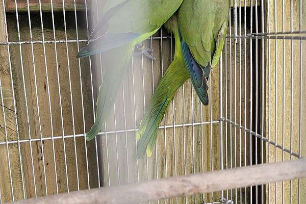 Quaker breeding pair