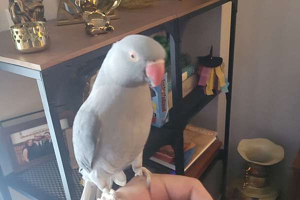 Looking to re-home 11 month grey Indian ringneck